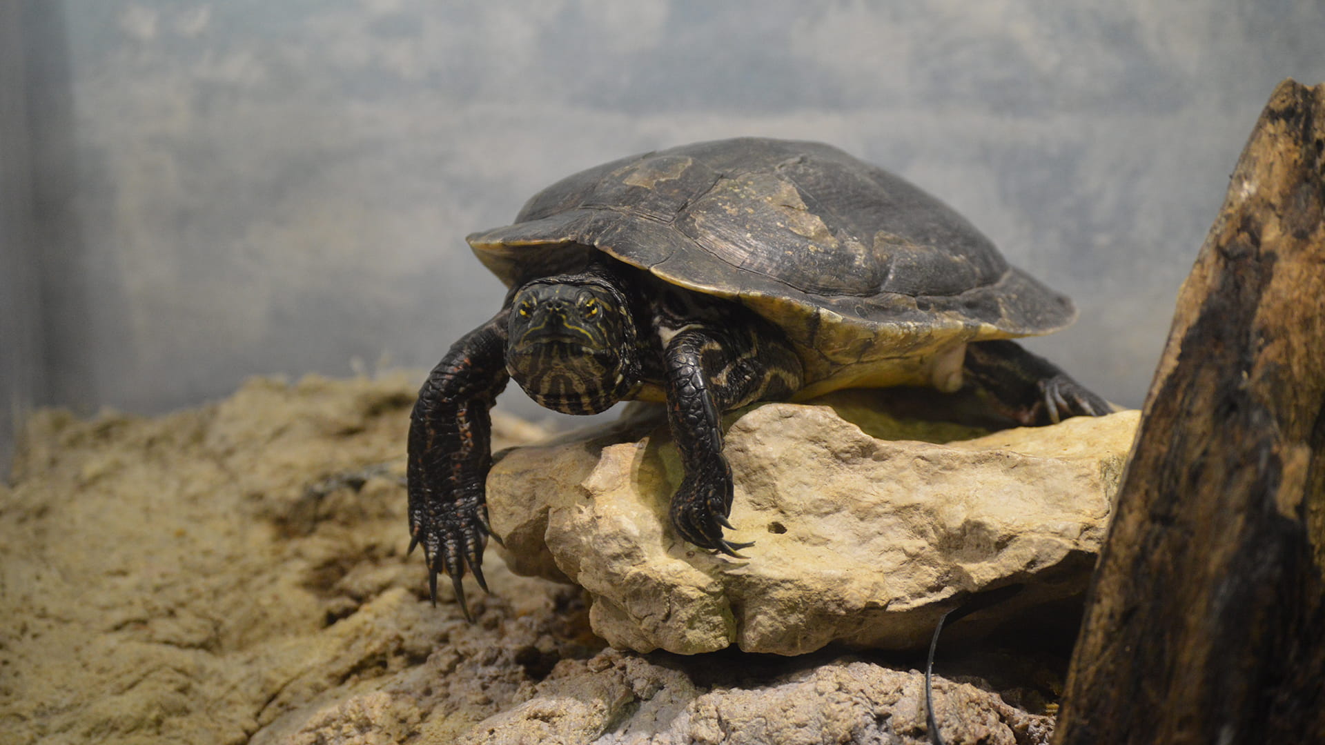 Sue-happy leftist group hides behind Rio Grande cooter turtle to hit ...